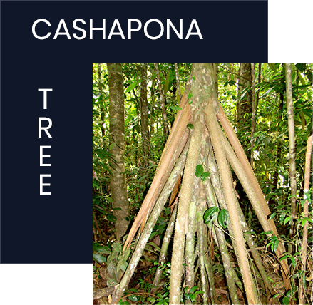 cp-tree1 | Cashapona
